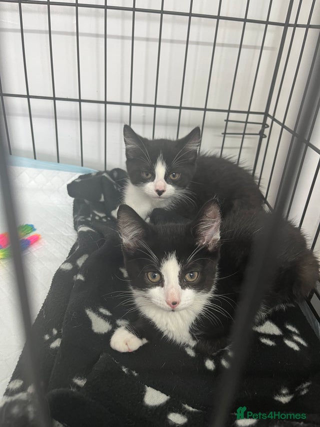 5 beautiful kittens for sale in March | Pets4Homes