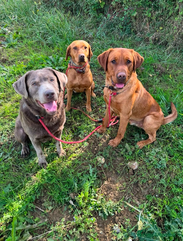 KC Stunning dark fox red Labrador puppies for sale in Ware | Pets4Homes