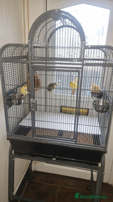 Gloster Canaries birds for sale | Pets4Homes