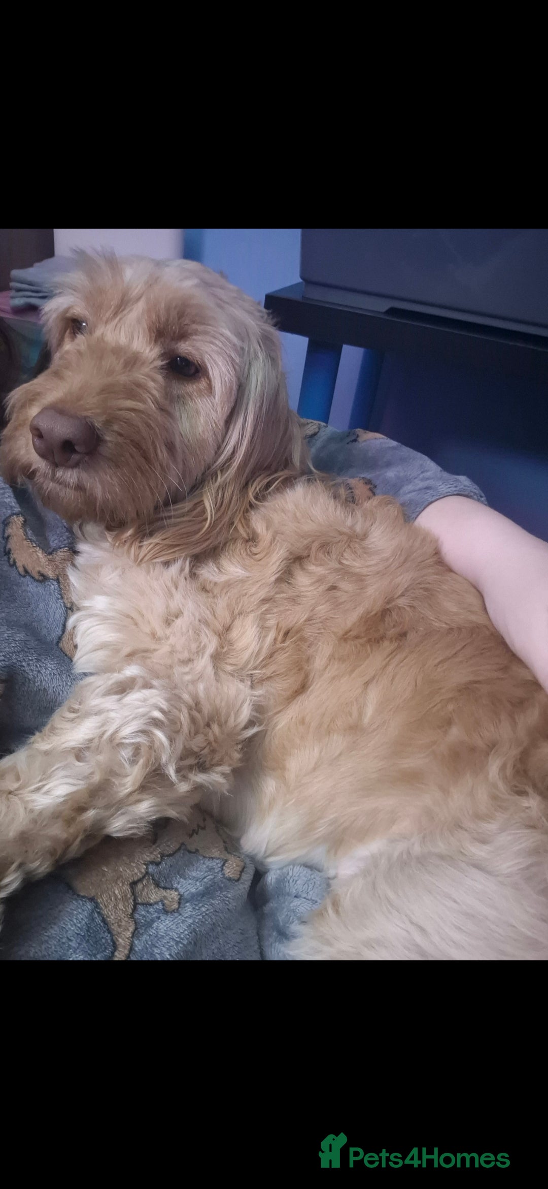 Female 3 year old cockapoo for sale in Lincoln | Pets4Homes
