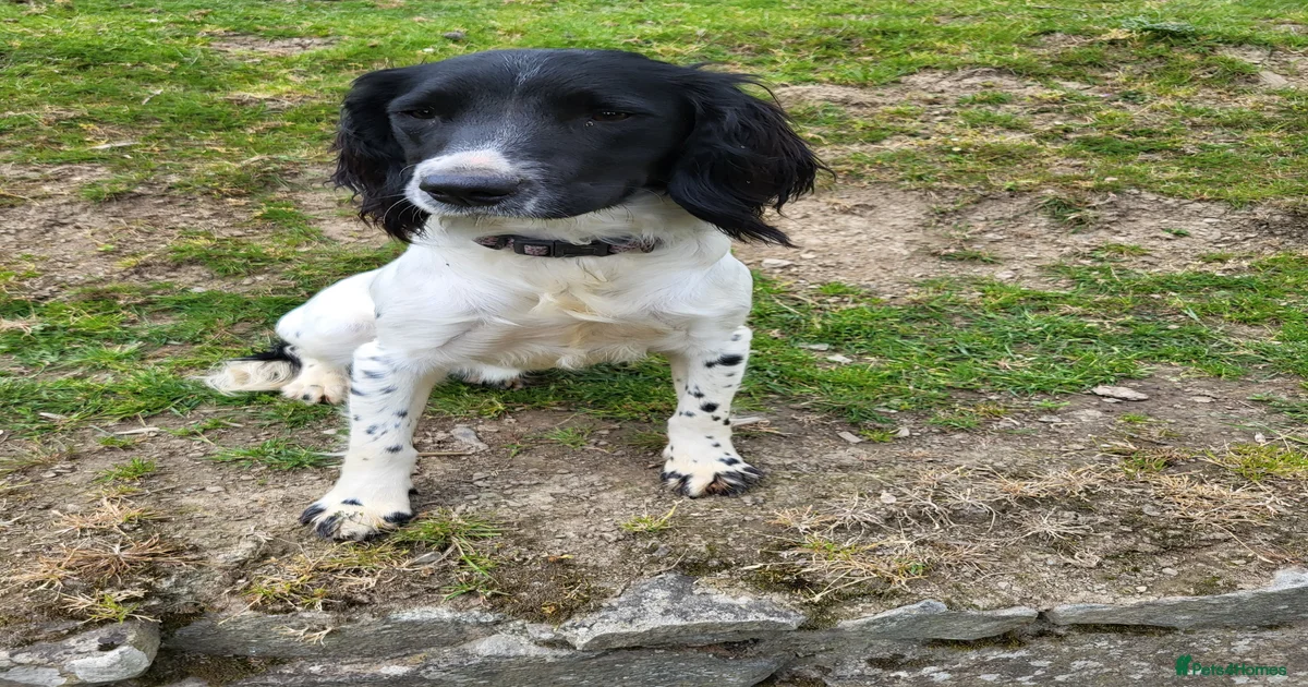 English Springer Spaniel Puppies for sale in Stourbridge, West Midlands ...