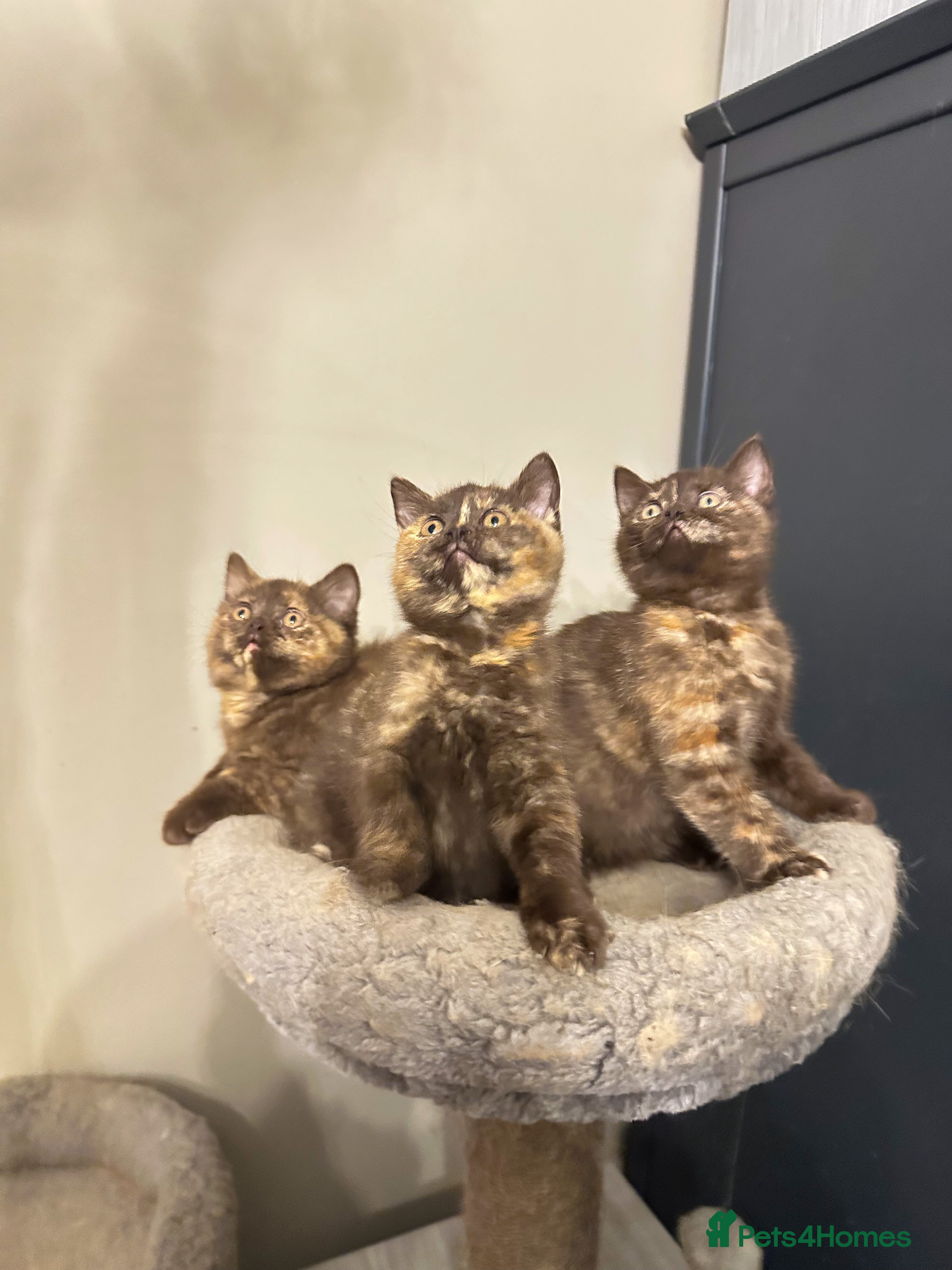 READY NOW 3 RARE CHOC TORTIE GIRLS TICA REG for sale in Croydon ...