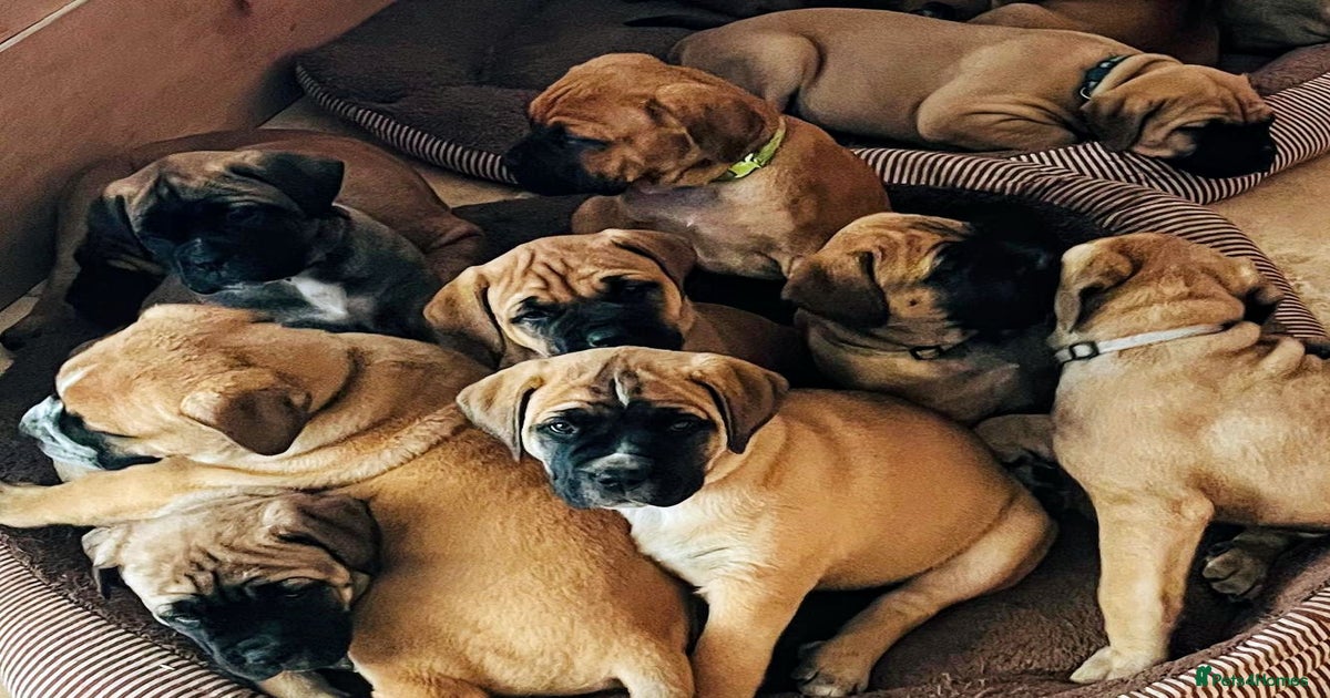 Old Tudor Ball mastiff puppies for sale in Ashford | Pets4Homes