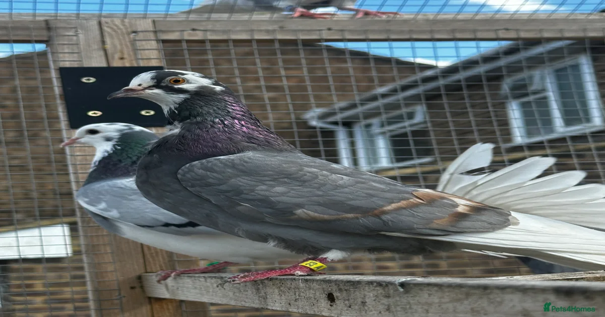 Birds for sale | Pets4Homes