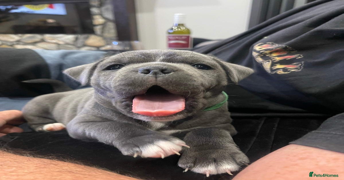 🐾 Blue Staffy Puppies Purebred for sale in London | Pets4Homes
