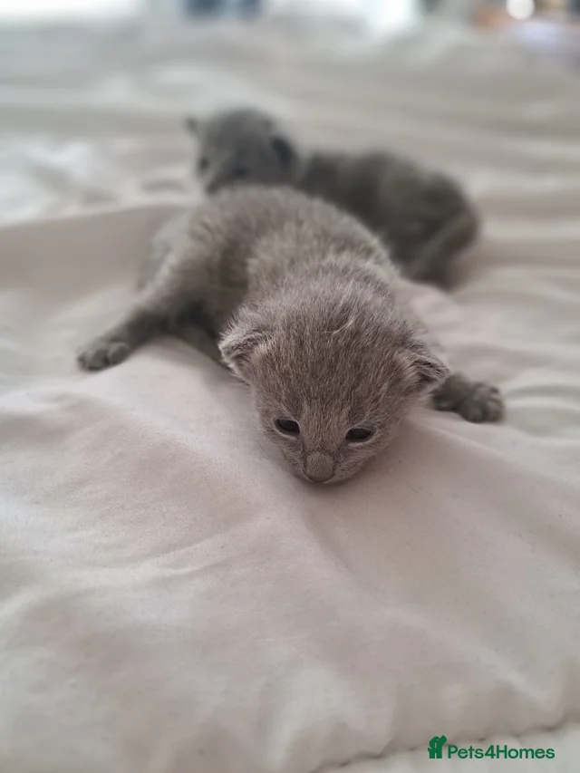 TICA 5* Pedigree Russian Blue Kittens for sale in Derby | Pets4Homes