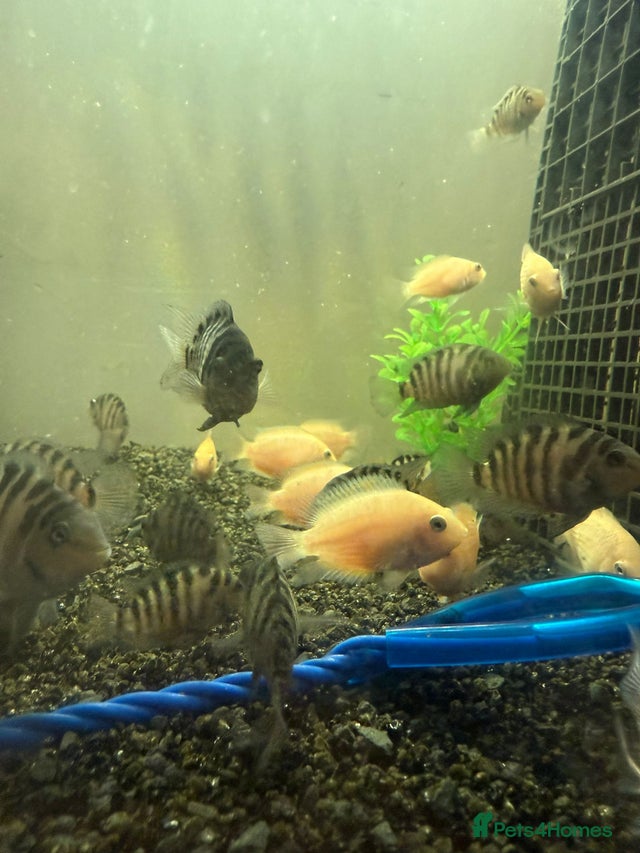 Convict Cichlids and Albino for SALE! for sale in Rainham | Pets4Homes