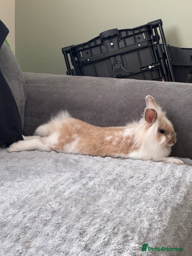 10 month old dwarf x lion head rabbit for sale in Normanton | Pets4Homes