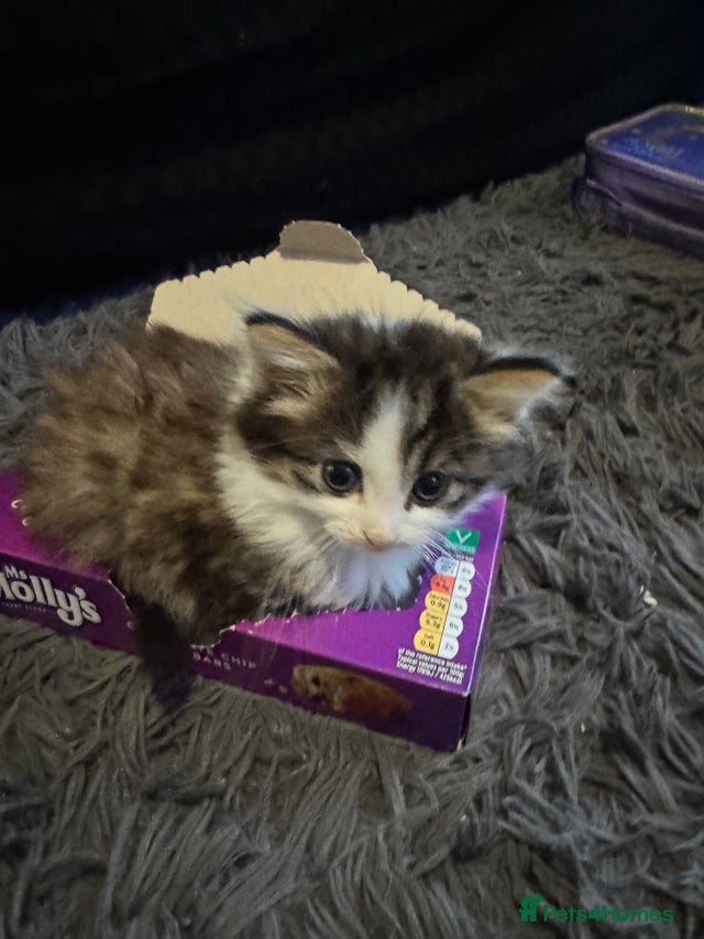 Part Maine coon kittens for sale in Eastbourne | Pets4Homes