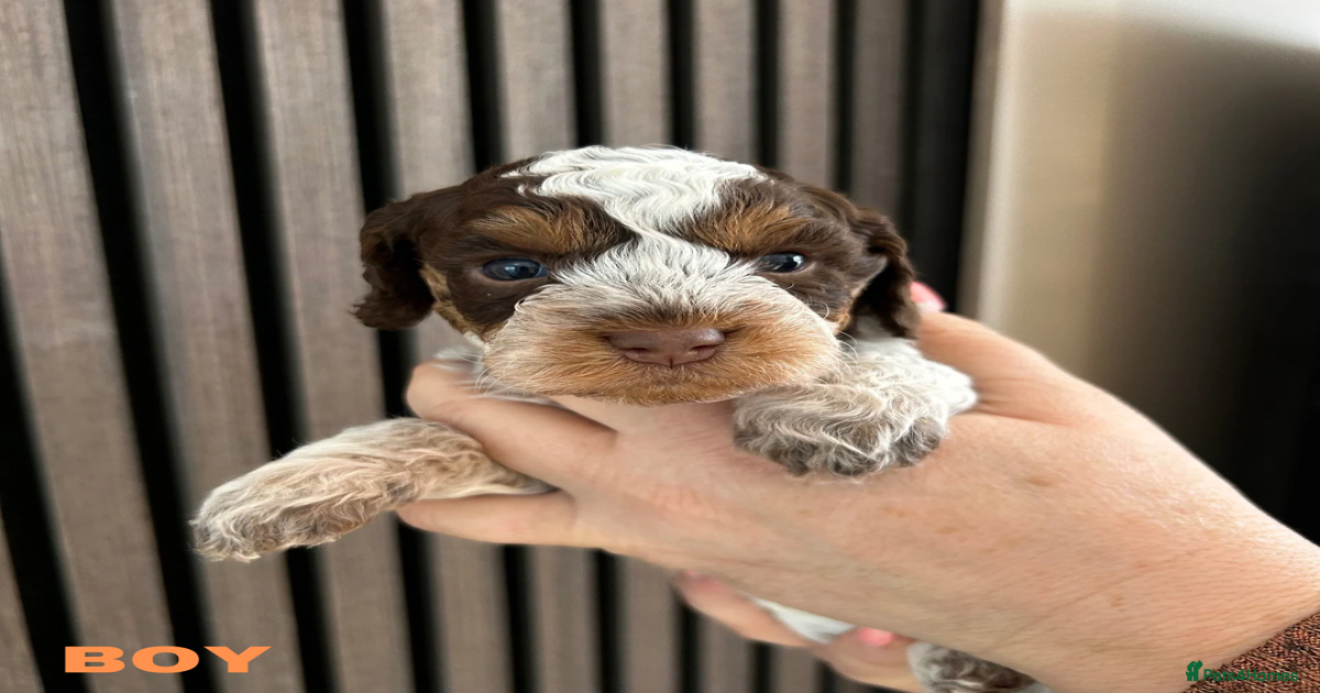 Family Friendly Cavapoochon X Cockapoo Puppies 🐾 for sale in Longfield ...