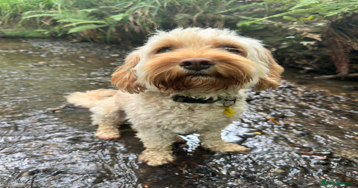 Gorgeous Cavapoo for adoption for adoption in | Pets4Homes