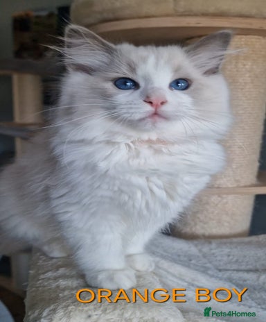 Orange Kittens for sale | Pets4Homes