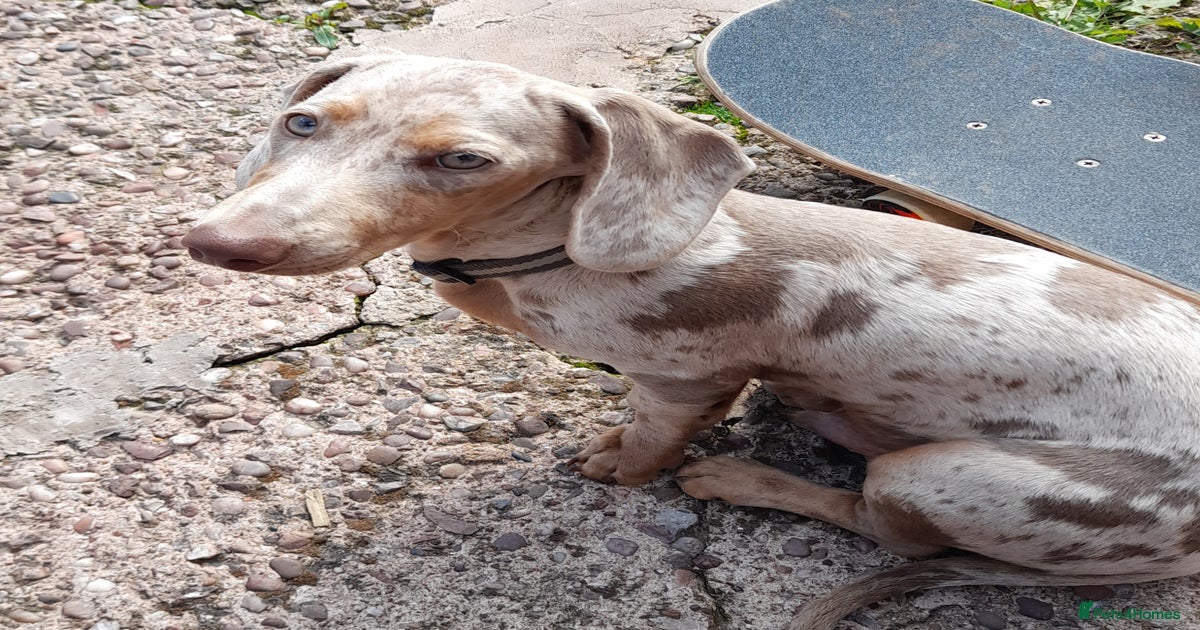 Isabella dapple tan dashound for sale in Wolverhampton | Pets4Homes