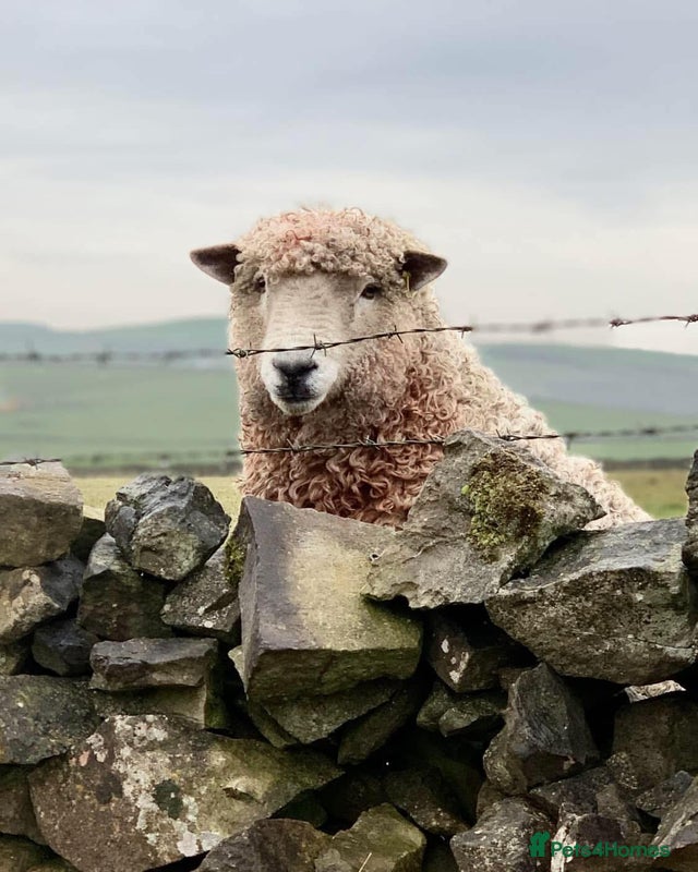 Rare Breed Pedigree Lincoln Longwools For Sale for sale in | Pets4Homes