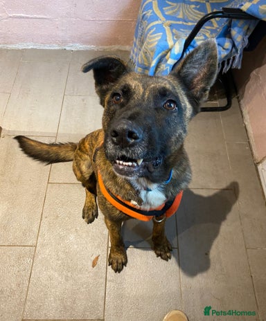 Free Dogs for adoption | Pets4Homes