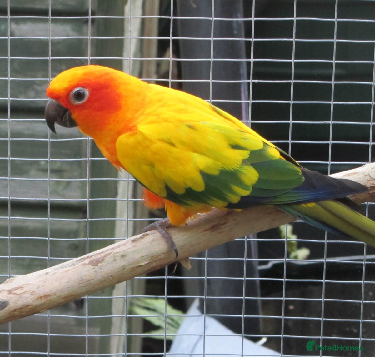 Sun Conures birds for sale | Pets4Homes