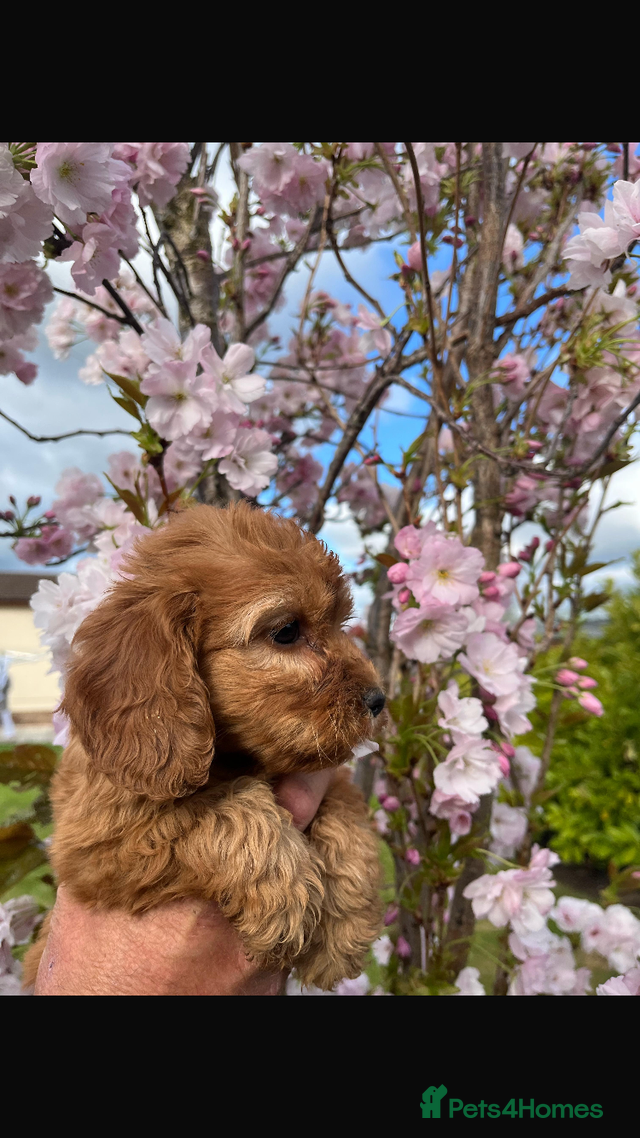 ⭐️⭐️⭐️⭐️⭐️ F1 miniature cockapoo puppies for sale in Ingatestone ...