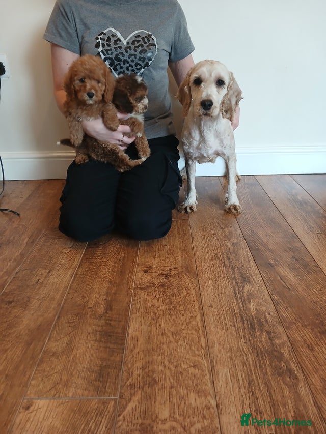 Cockapoo puppies for sale in Barnsley | Pets4Homes