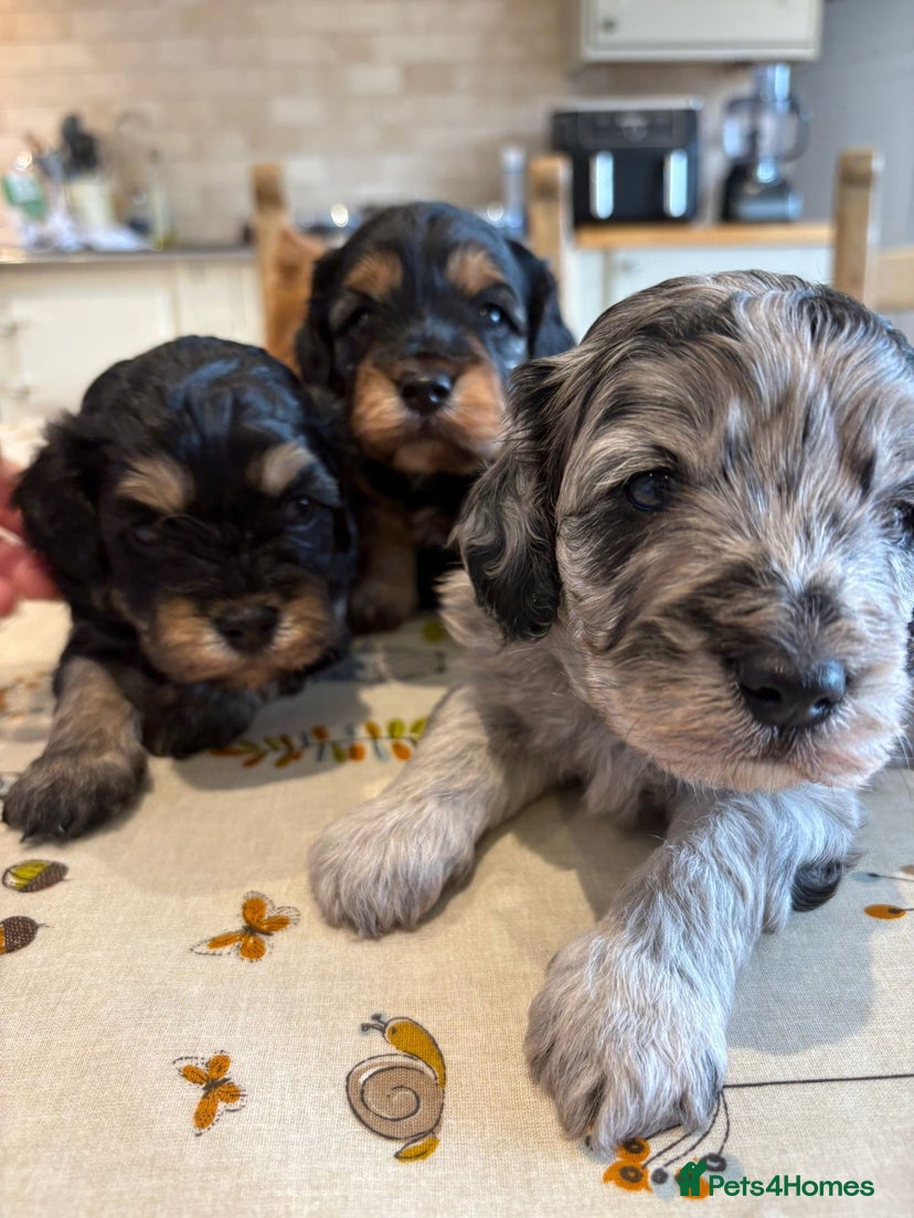 Reduced last boy Cockapoo Puppy for sale in Wolverhampton | Pets4Homes
