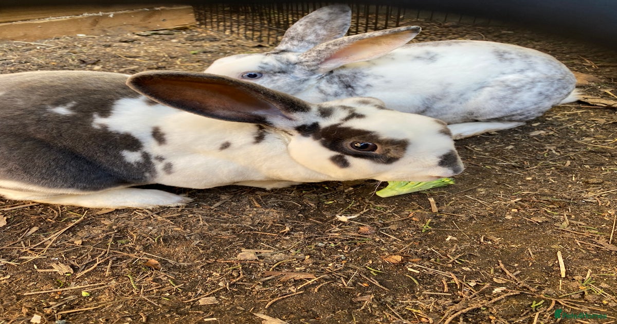 2 adorable female rabbits for sale in Wirral | Pets4Homes