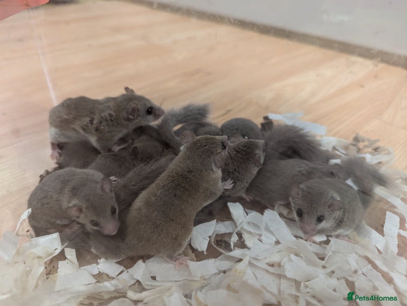 Pied and Standard African Pygmy Dormice! for sale in Chesterfield ...