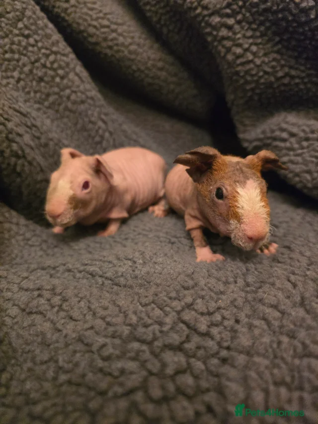 Baby boy skinny Werewolf guinea pigs for sale in Stoke-on-Trent ...