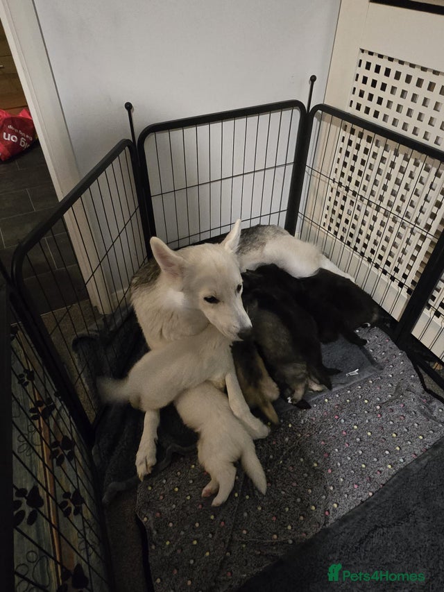 Husky pups for sale in Thornton Heath | Pets4Homes