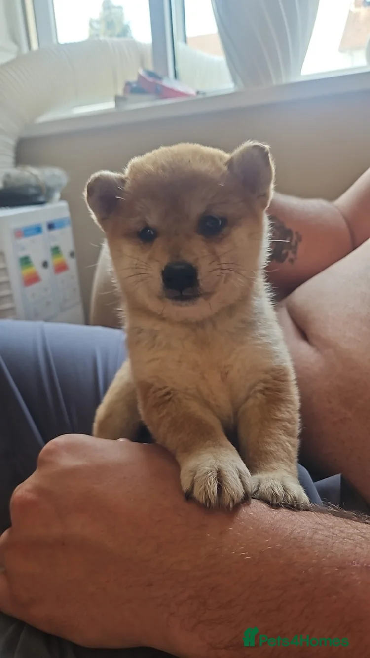 Japanese for sale in Walsall | Pets4Homes
