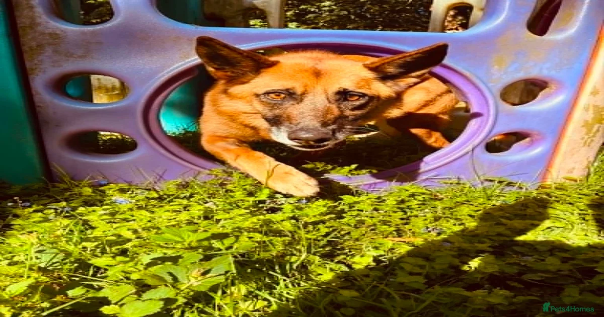 Dogs for adoption | Pets4Homes