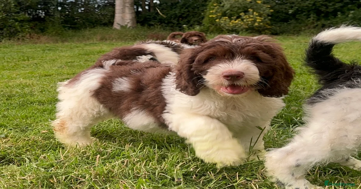 Teddy bear and Mixed Breed Puppies for sale | Pets4Homes