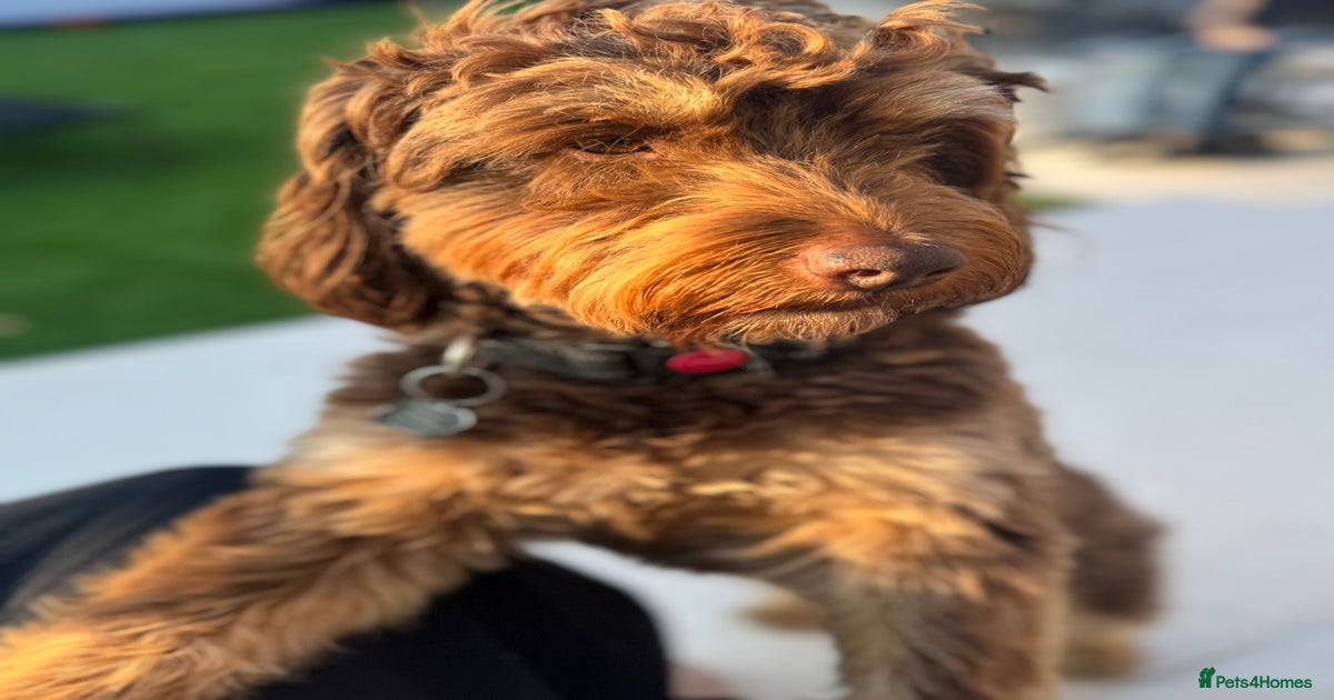 TRICOLOUR F1 PROVEN ATAT CERTIFIED COCKAPOO STUD for stud in Bromley | Pets4Homes