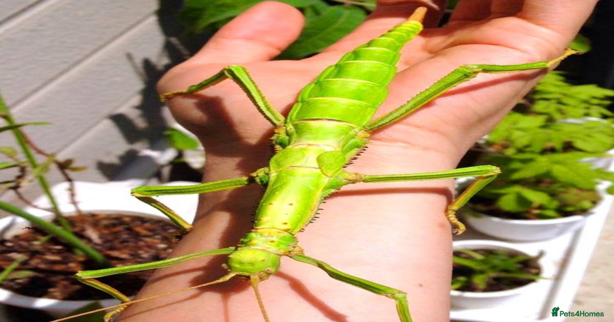 Adult Green bean stick insects for sale in Liverpool | Pets4Homes