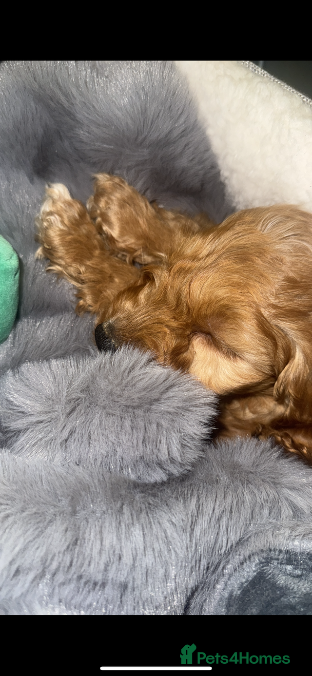 Cavapoo for sale in London | Pets4Homes