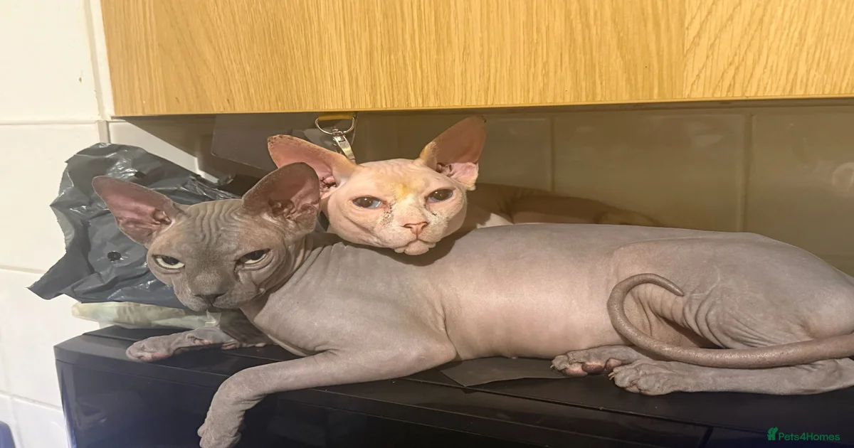 Tica registered sphynx kittens for sale in Enfield | Pets4Homes
