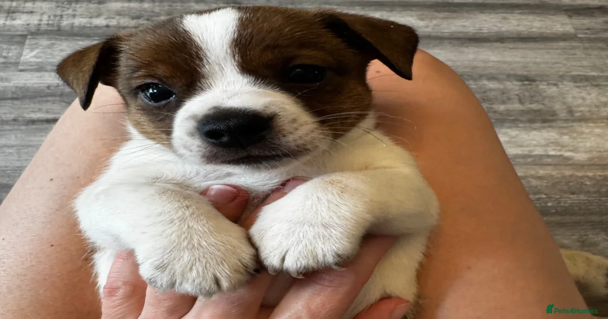 Gorgeous Jack Russell pup female for sale in Slough | Pets4Homes