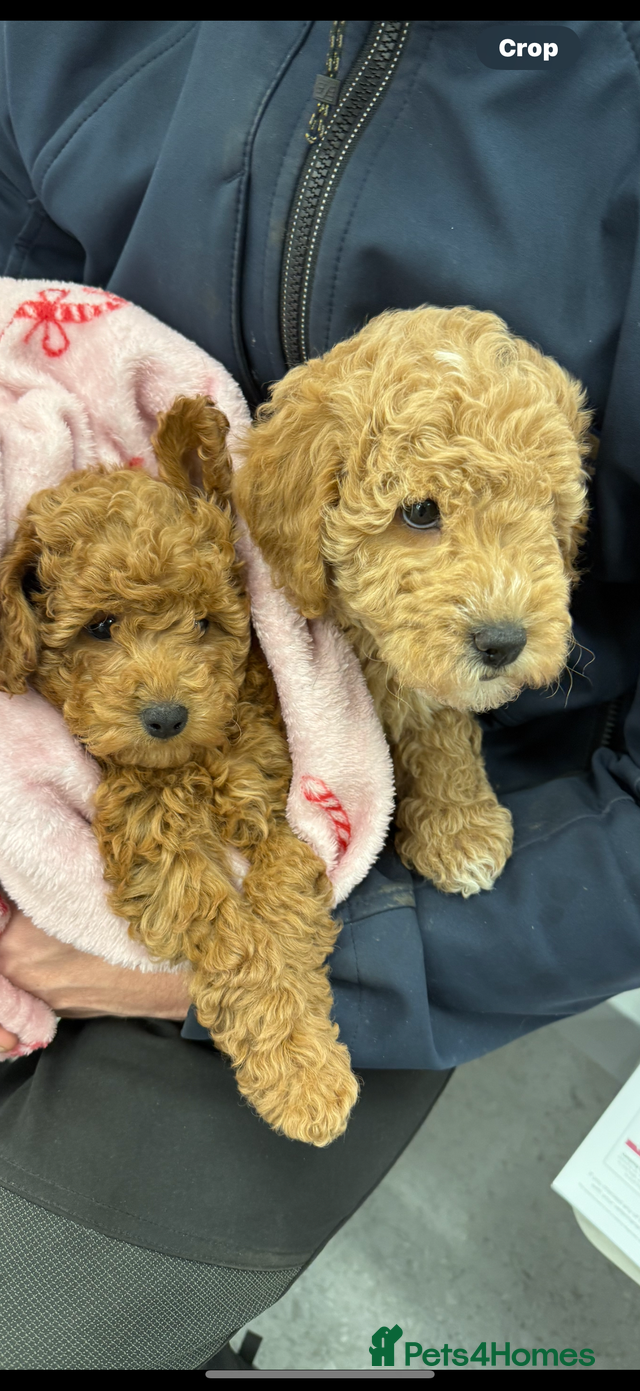 Miniature Poodle male puppy for sale in Bonnyrigg | Pets4Homes