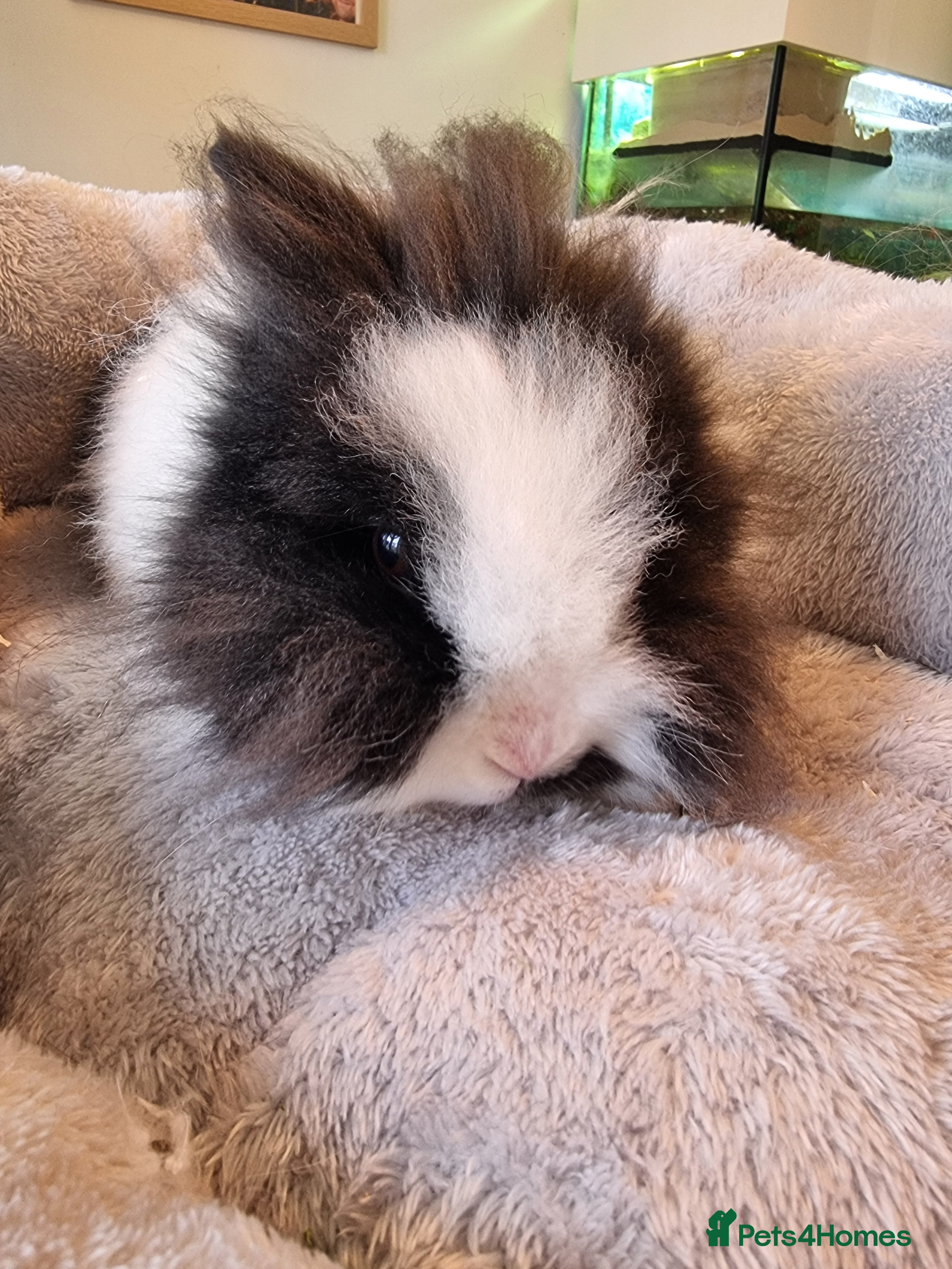 Beautiful double mane lionhead girl for sale in Cannock | Pets4Homes