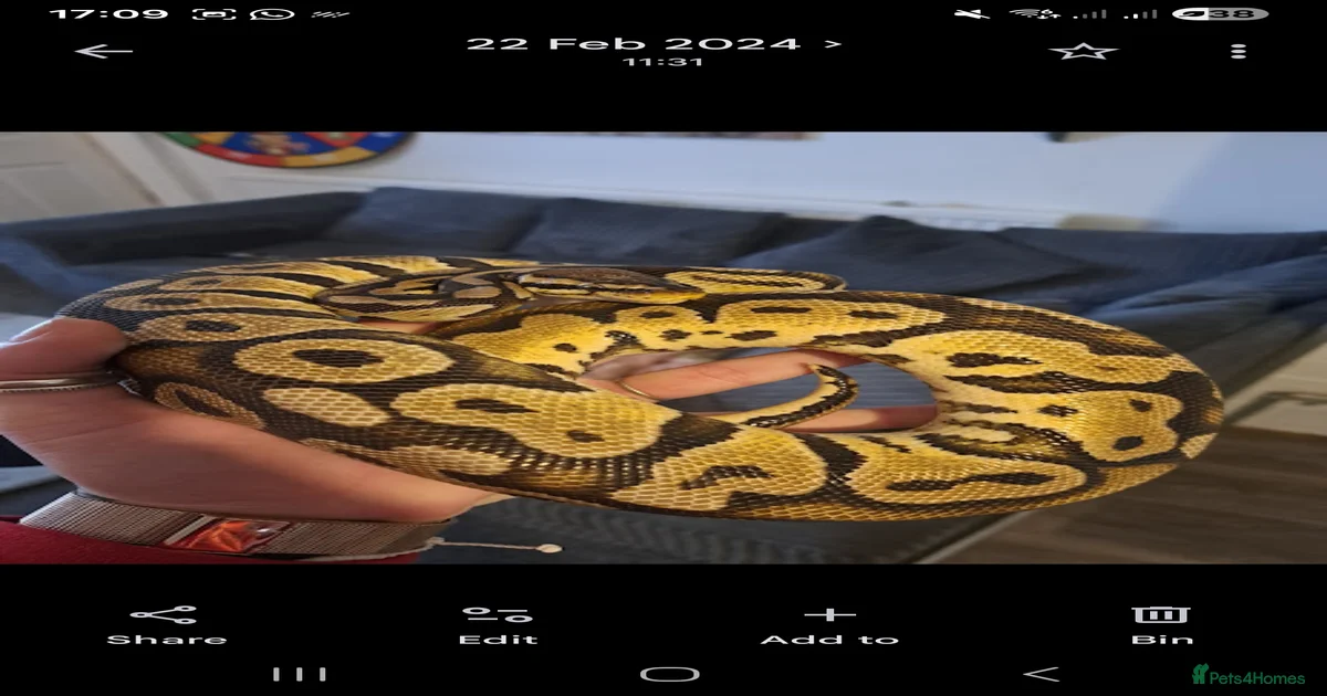 Royal female python pastel for sale in Pontypool | Pets4Homes