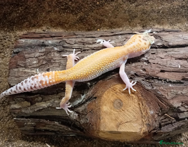 Leopard Gecko Juveniles Available CBUK for sale in Frinton-on-Sea ...