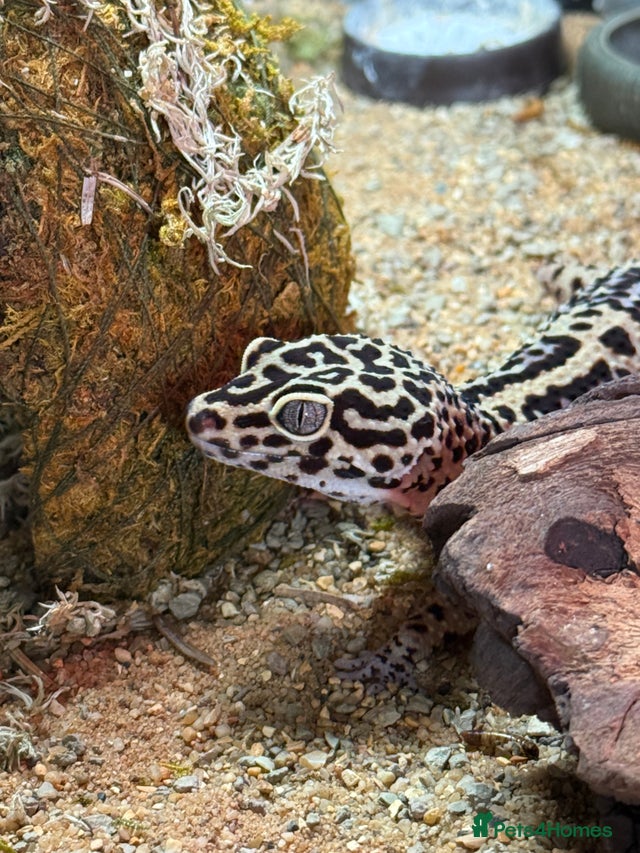 Leopard Gecko for sale in Bridlington | Pets4Homes