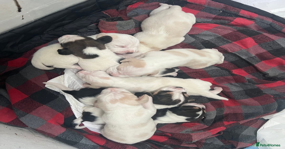 8 Beagle puppies born 19/03/2025 for sale in Manchester | Pets4Homes