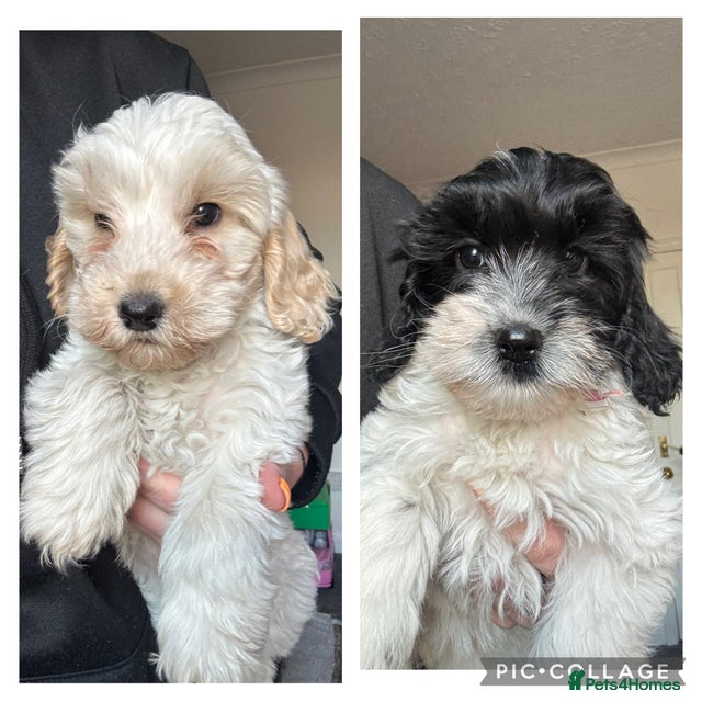1 LEFT REDUCED TO FIND FOREVER HOMES. Cockapoos for sale in Coventry ...