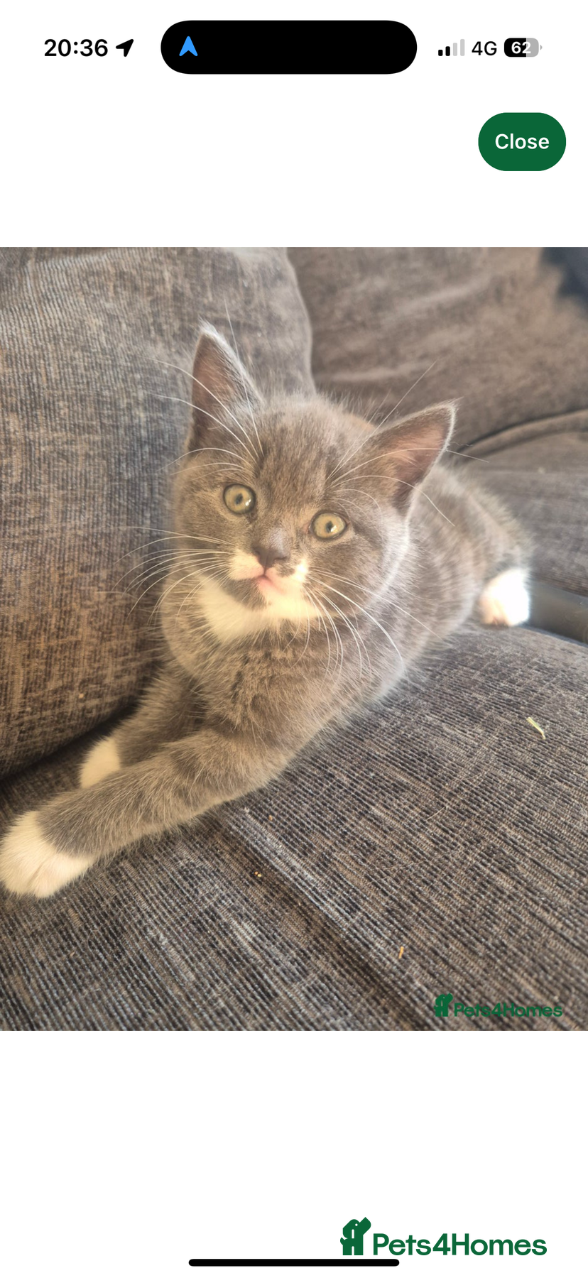 Blue British short hair girl for sale in Egham | Pets4Homes