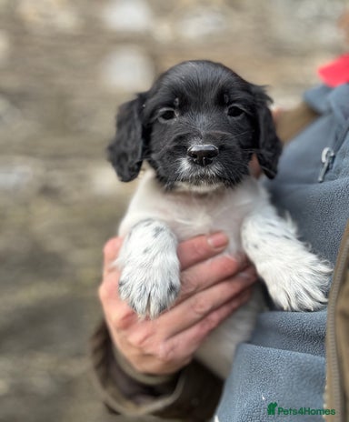 Sprocker Spaniel Dogs Breed - Information, Temperament, Size & Price ...