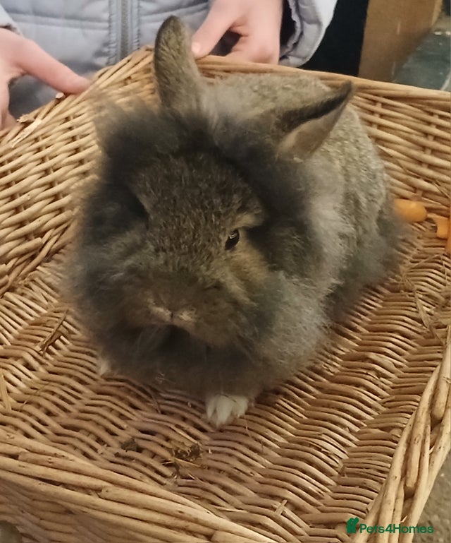 Rabbit for sale for sale in Coventry | Pets4Homes