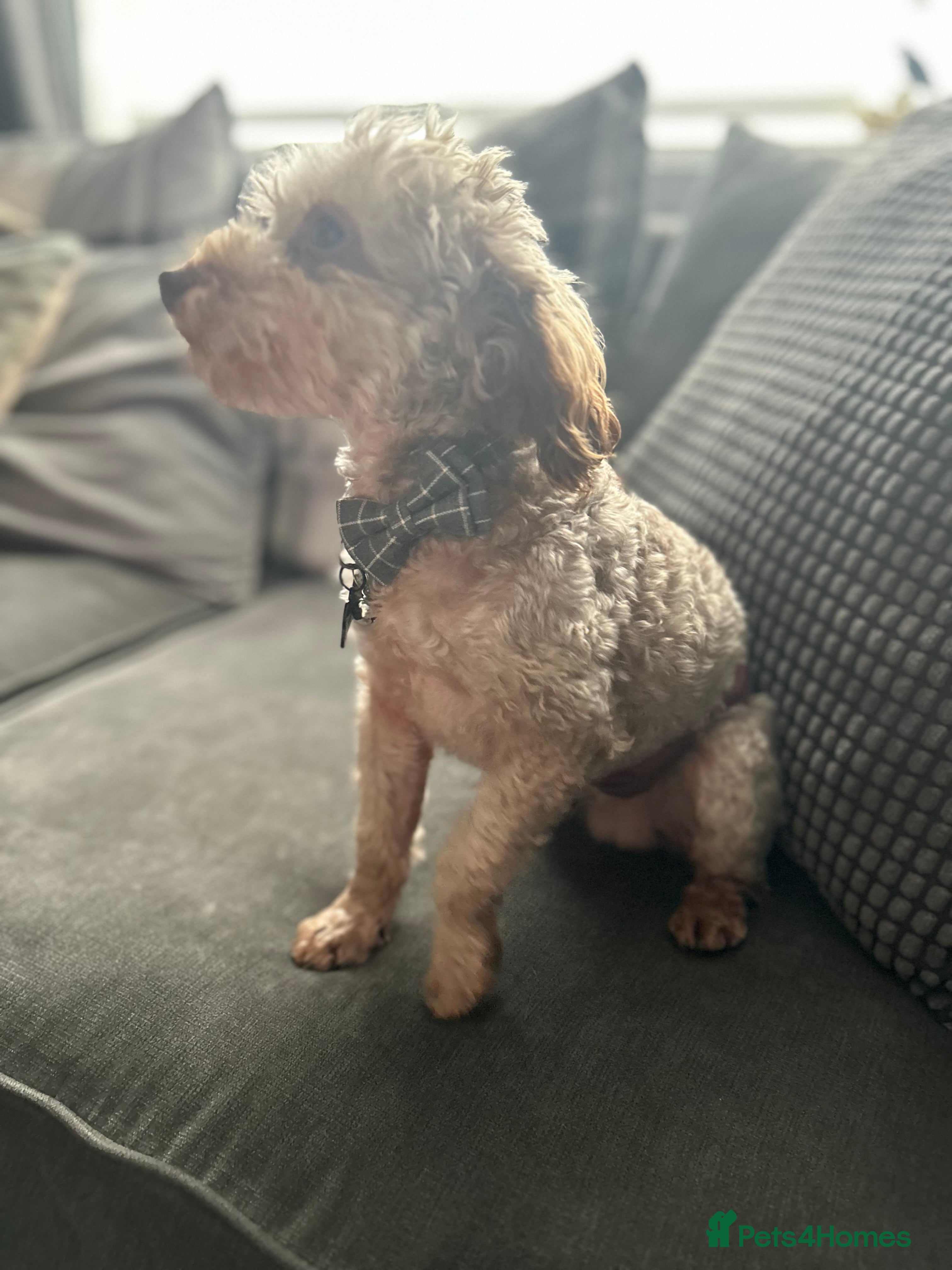 PROVEN phantom Merle TINY toy poodle for stud in Brentwood | Pets4Homes