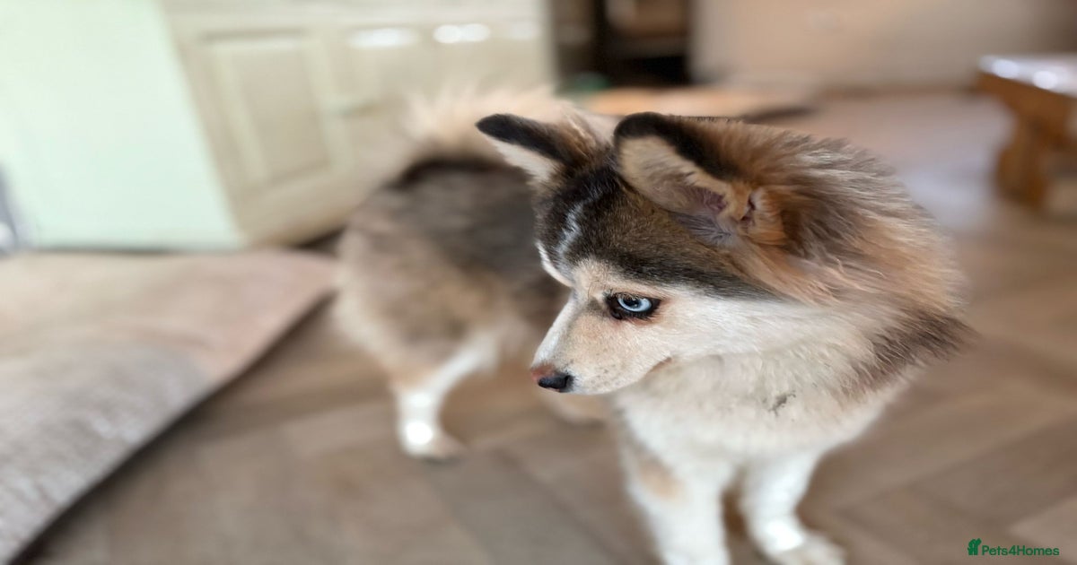 F3 Pomsky female dog for sale in Okehampton | Pets4Homes