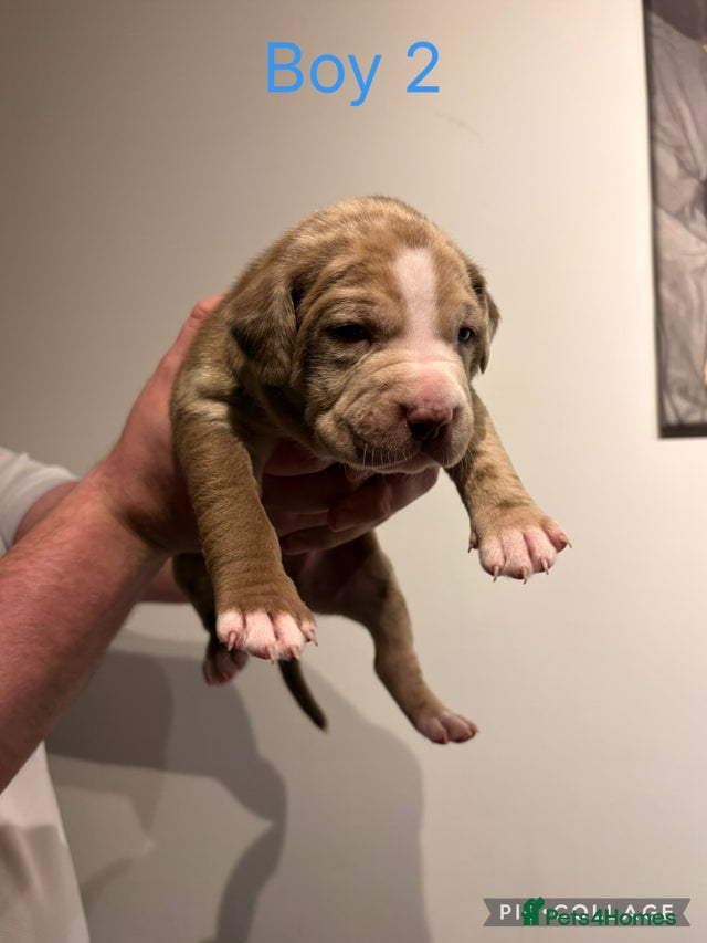 Merle American Bully Puppy’s for sale in Sale | Pets4Homes