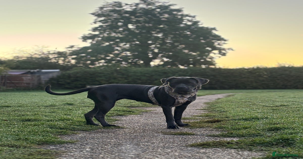 Cane corso looking for loving home for sale in Ipswich | Pets4Homes