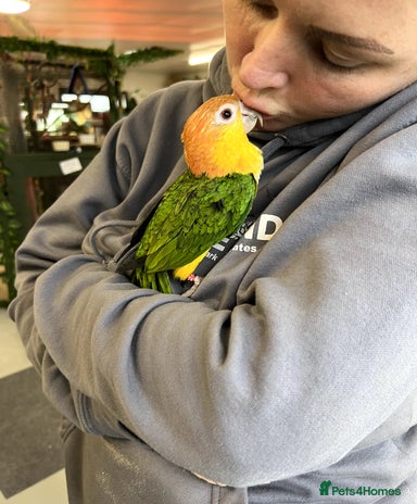 Hand tamed Birds for sale | Pets4Homes